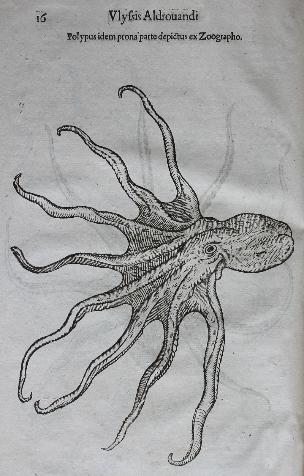 Mollusca – aldrovandi.edwardworthlibrary.ie